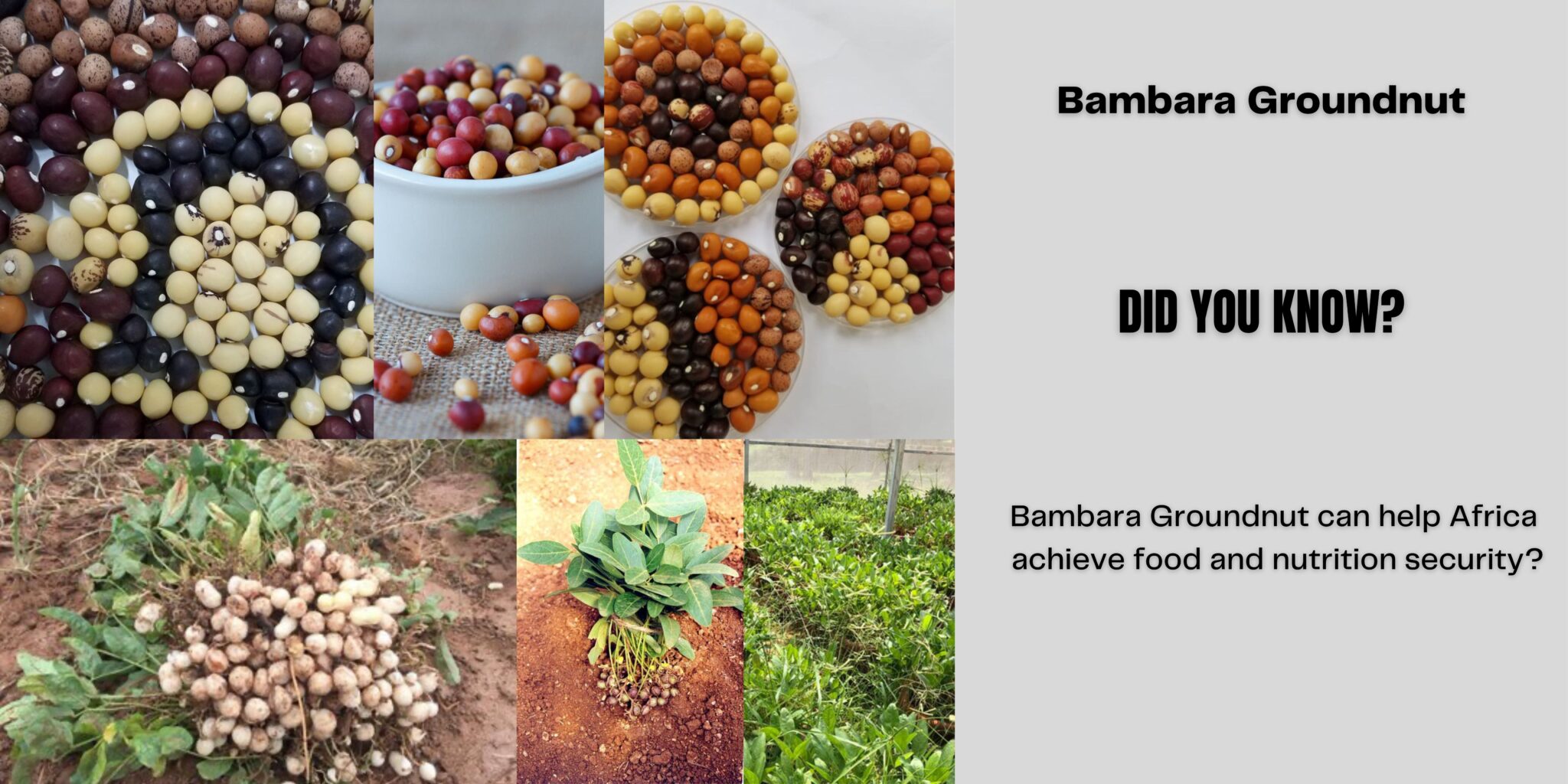 Mahcap | Bambara Groundnut Health Benefits and Uses