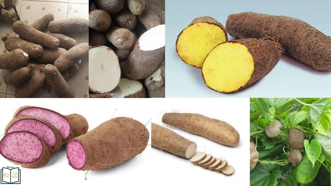Types Of Yams In Nigeria And Their Names
