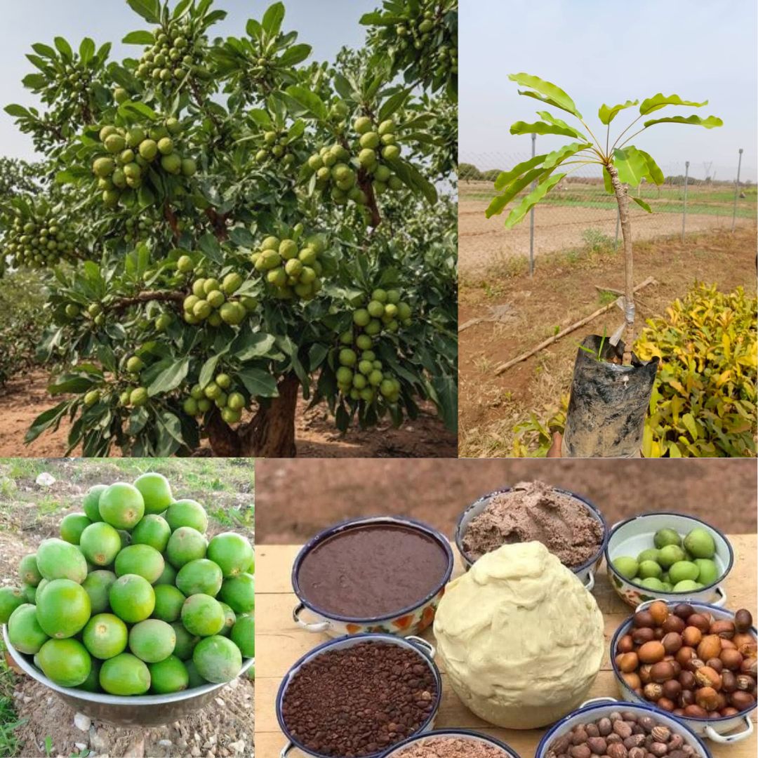 Mahcap | The Shea Nut Tree: A True Tree of Life